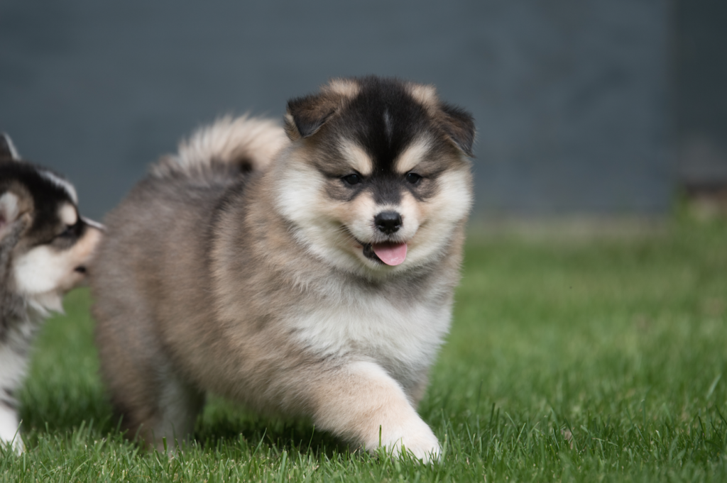 Der Pomsky-Züchter Nummer 1 - PomskyNederland