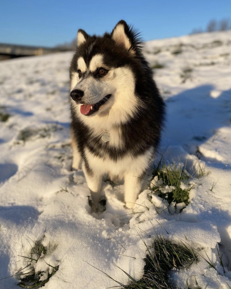 Unsere F1 Pomskys - PomskyNederland