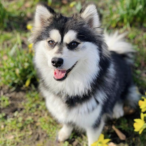 Unsere Pomskys - PomskyNederland