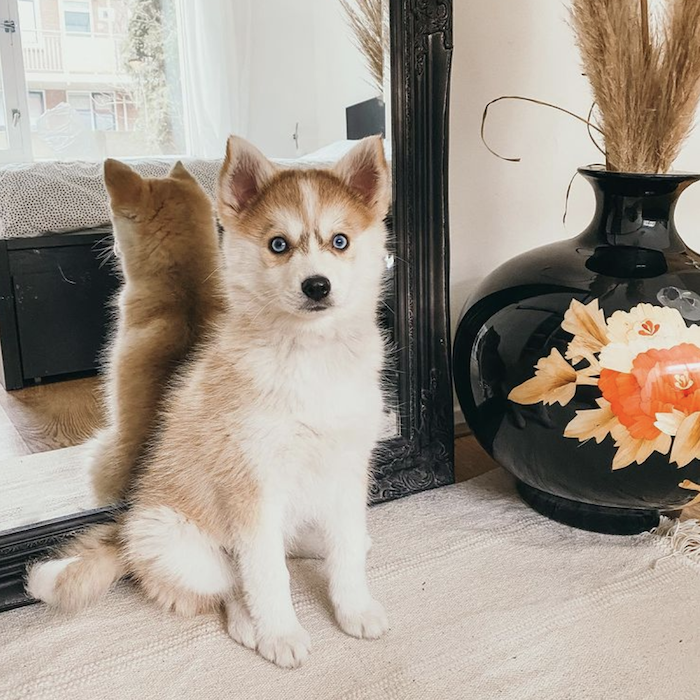 Unsere Pomskys - PomskyNederland