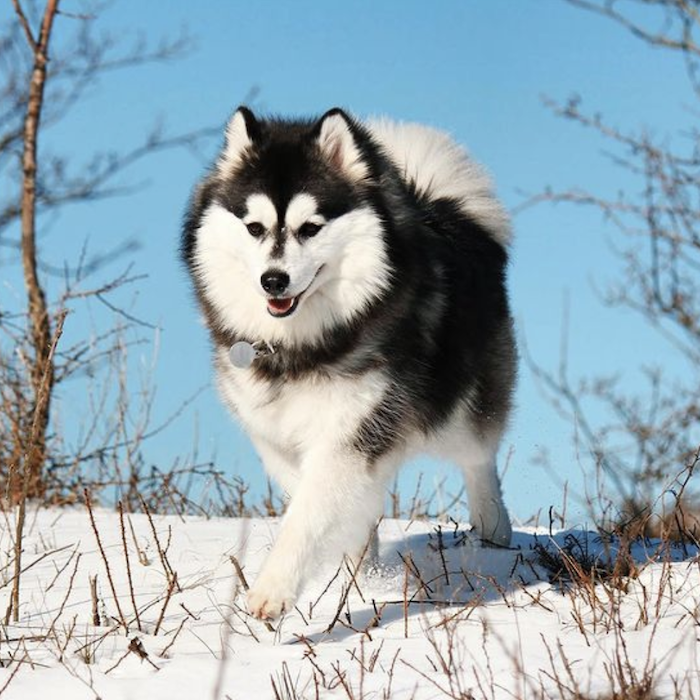 Unsere Pomskys - PomskyNederland