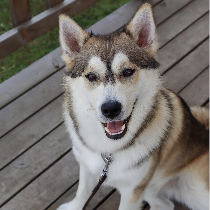 Unsere Pomskys - PomskyNederland