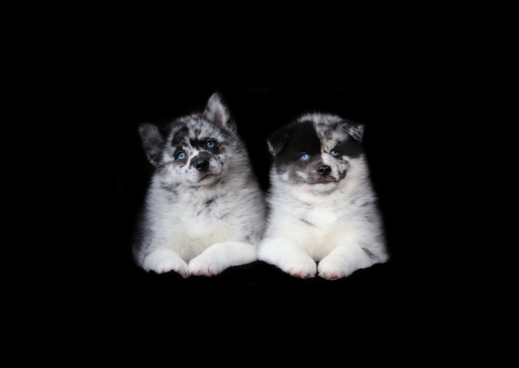 1 Pomsky breeder - PomskyNederland