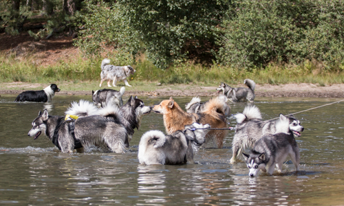 Pomsky walk - PomskyNederland