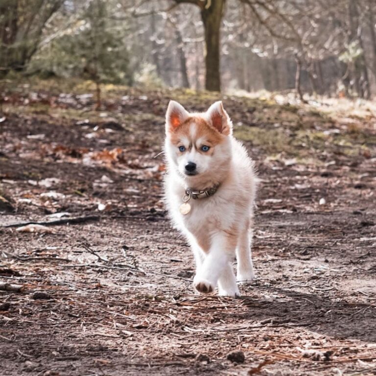 Our F1 Pomskies - PomskyNederland