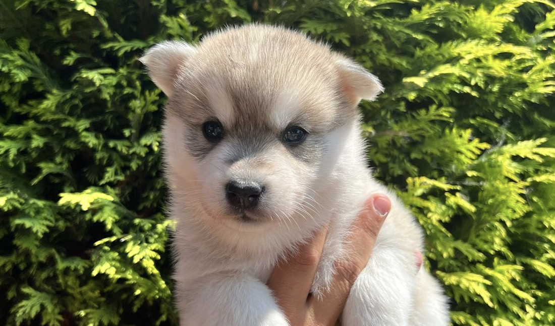 1 Pomsky breeder - PomskyNederland