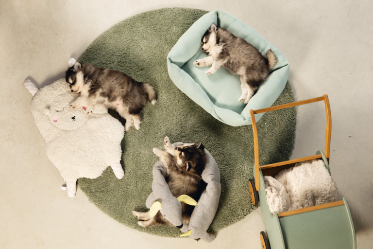 Nr. 1 Pomsky fokker - PomskyNederland