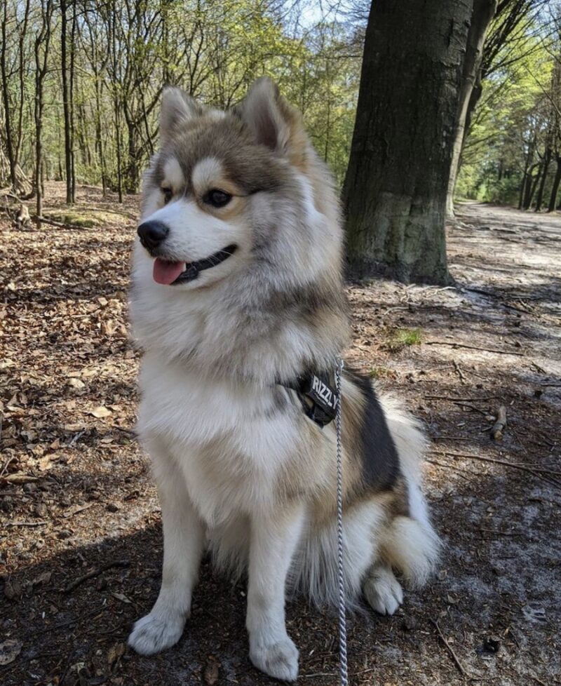 Karakter - PomskyNederland